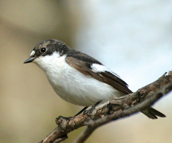 ptice - Hrvatska enciklopedija